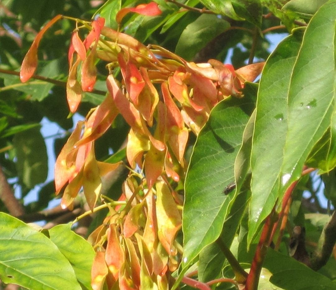 Tree of Heaven - Tree Guide UK - Tree of Heaven