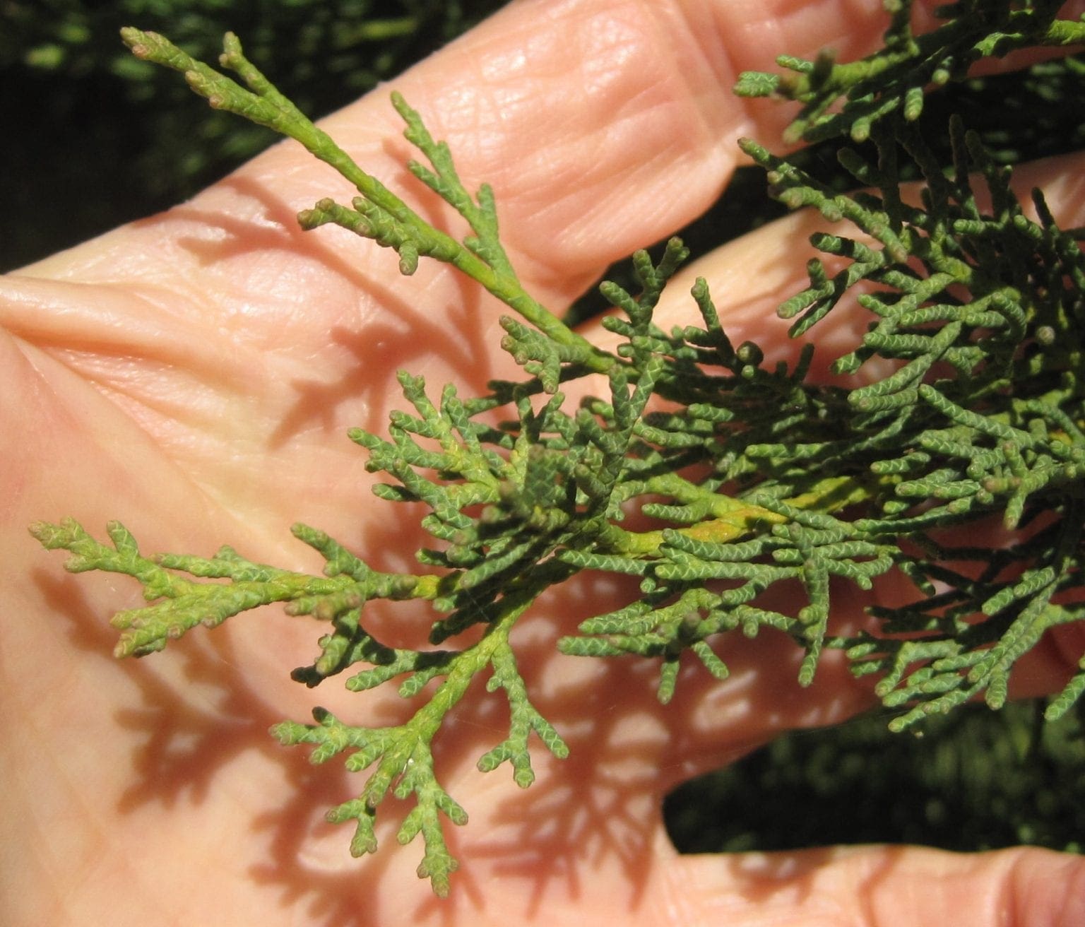 Conifer Leaf Key - Tree Guide UK - Conifer tree ID