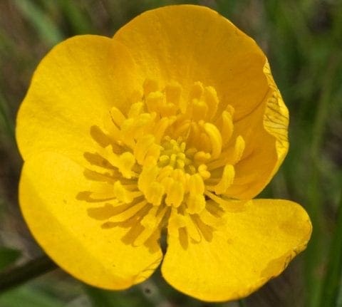 Buttercup Family - Butter Cup Family