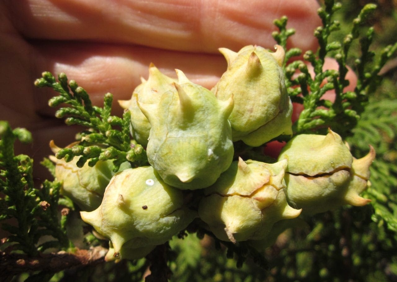 Conifer Cone Key - Tree Guide UK - conifer tree ID by cone