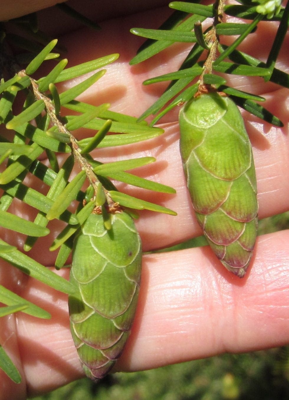 Conifer Cone Key - Tree Guide UK - conifer tree ID by cone