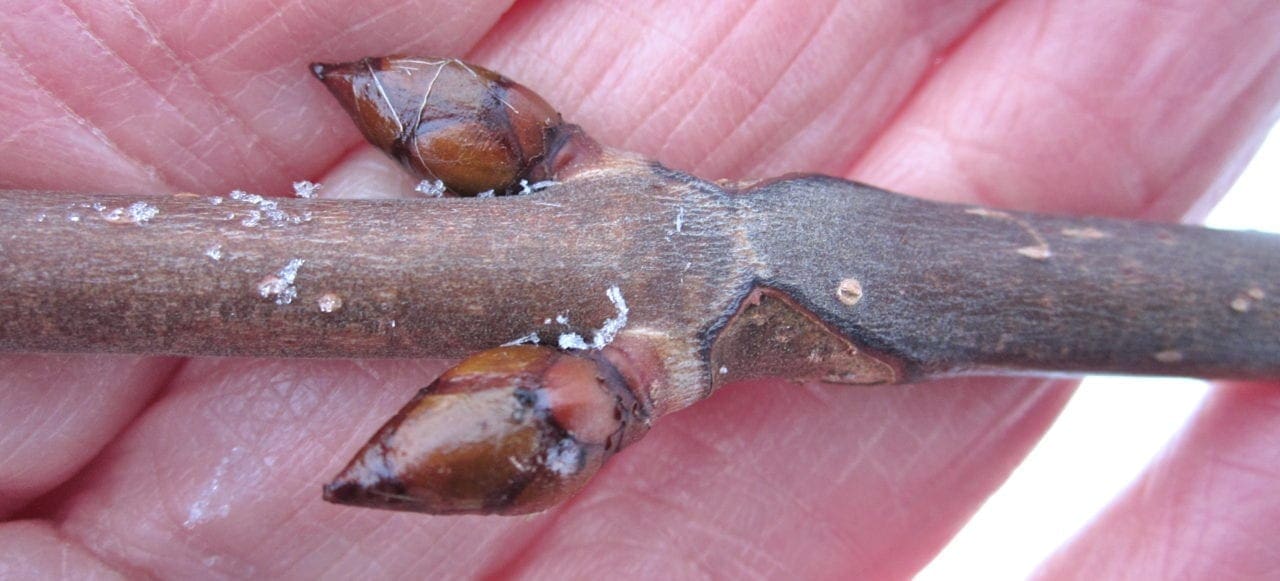 Buds Opposite - Tree Guide UK - Tree ID by lateral opposite buds