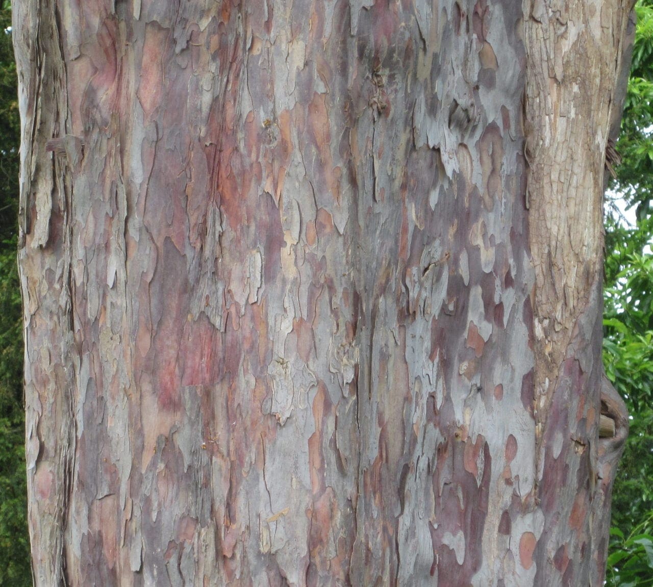 Bark Tree Guide Uk Tree Identification By Type Of Bark