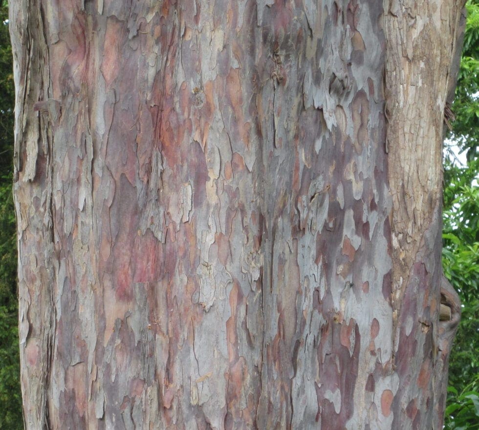 Bark - Tree Guide UK - Tree identification by type of bark