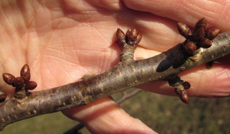 Buds - Tree Guide UK Identifying trees in winter by buds