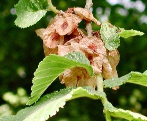 Wych Elm - Tree Guide UK - Wych Elm tree identification