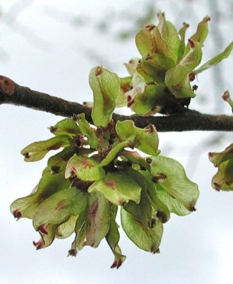 Wych Elm flowers and fruit - Tree Guide UK - Wych elm