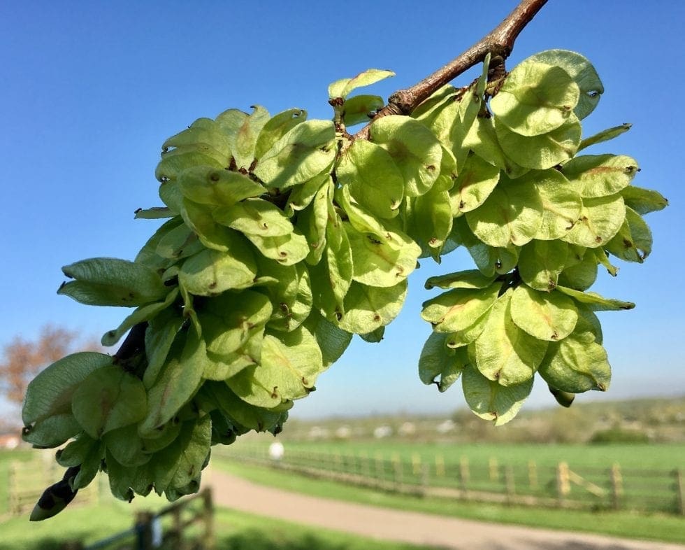 Wych Elm - Tree Guide UK - Wych Elm tree identification