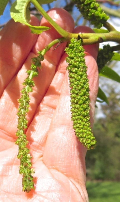 Catkins - Tree Guide UK - Tree identification by catkins