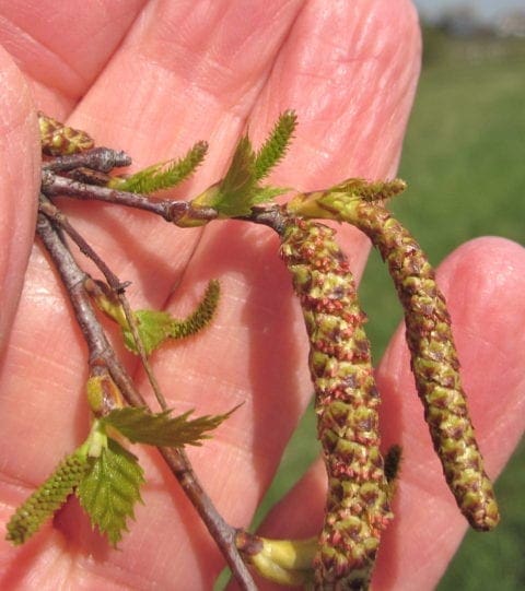 Silver Birch - Tree Guide UK - Silver Birch tree identification