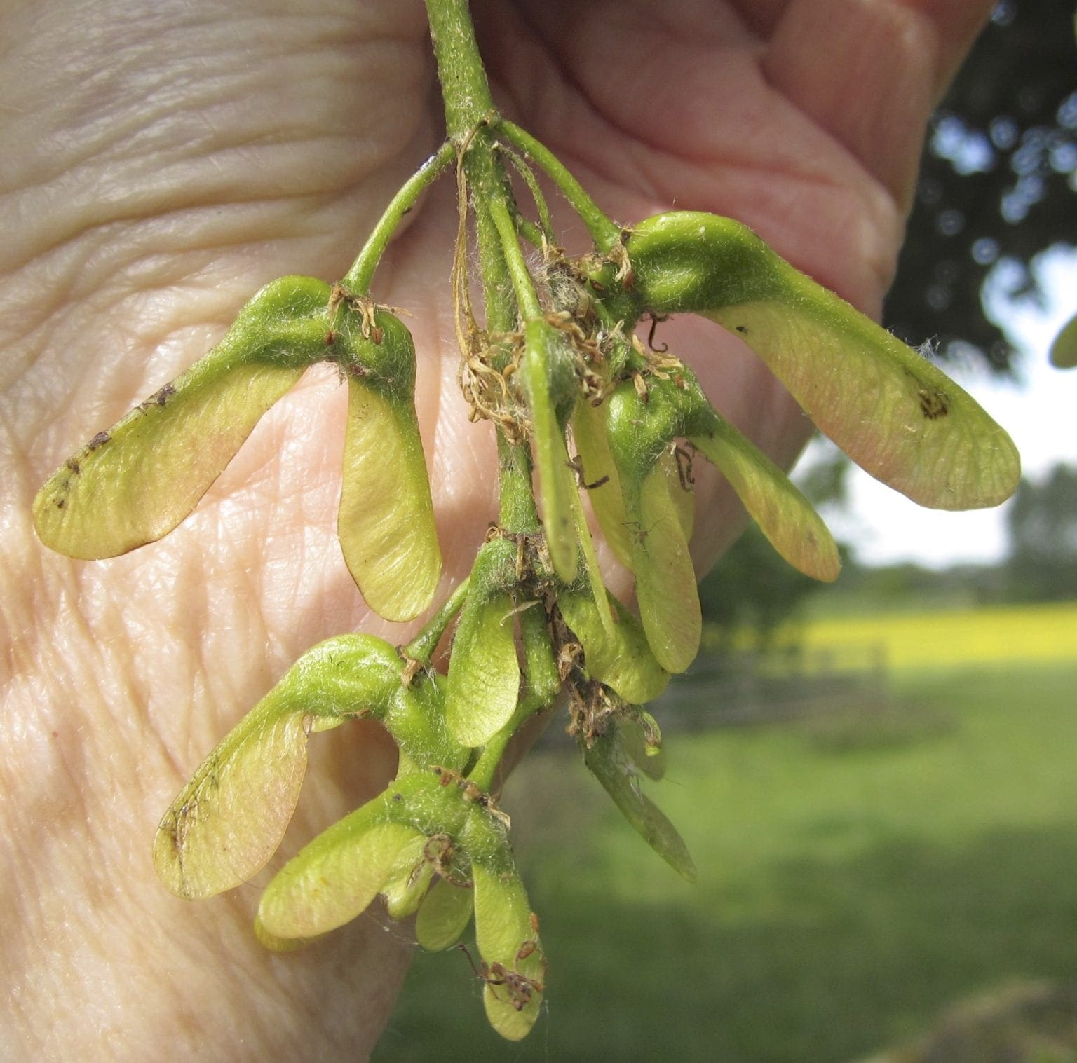 Maples - Tree Guide UK - Maple tree identification