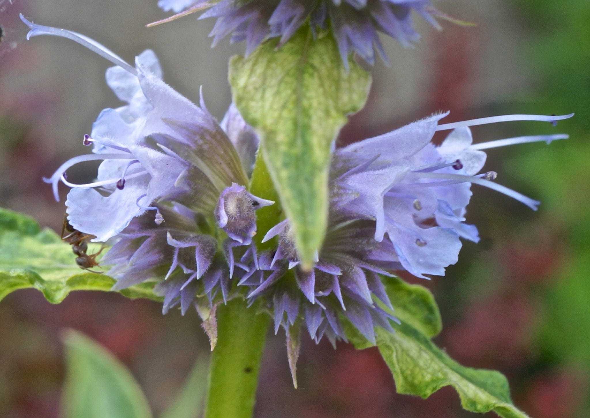 Flower Key - inflorescences - Tree Guide UK