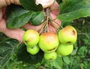 Apple - Tree Guide UK - Crab Apple Tree identification