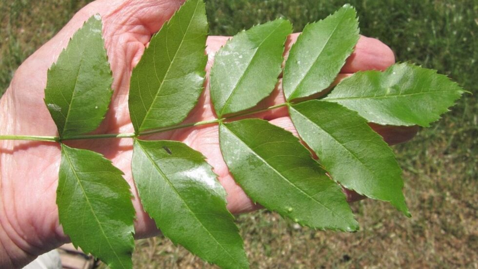 Ash - Tree Guide UK - Common Ash Tree identification