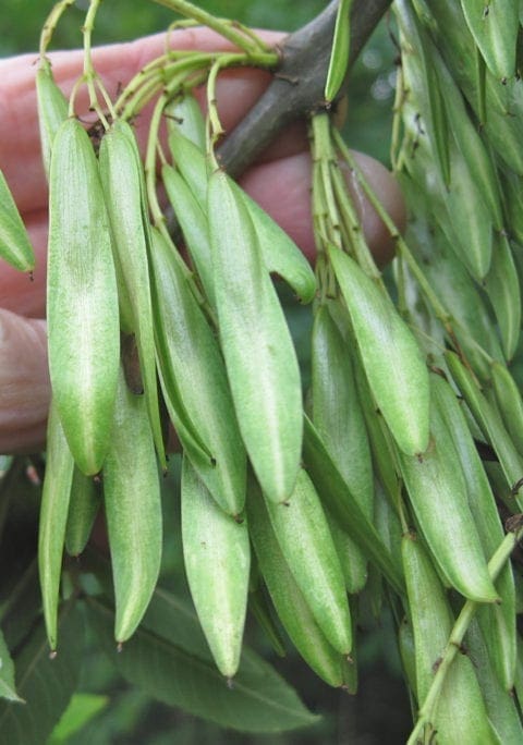 Ash - Tree Guide UK - Common Ash Tree identification