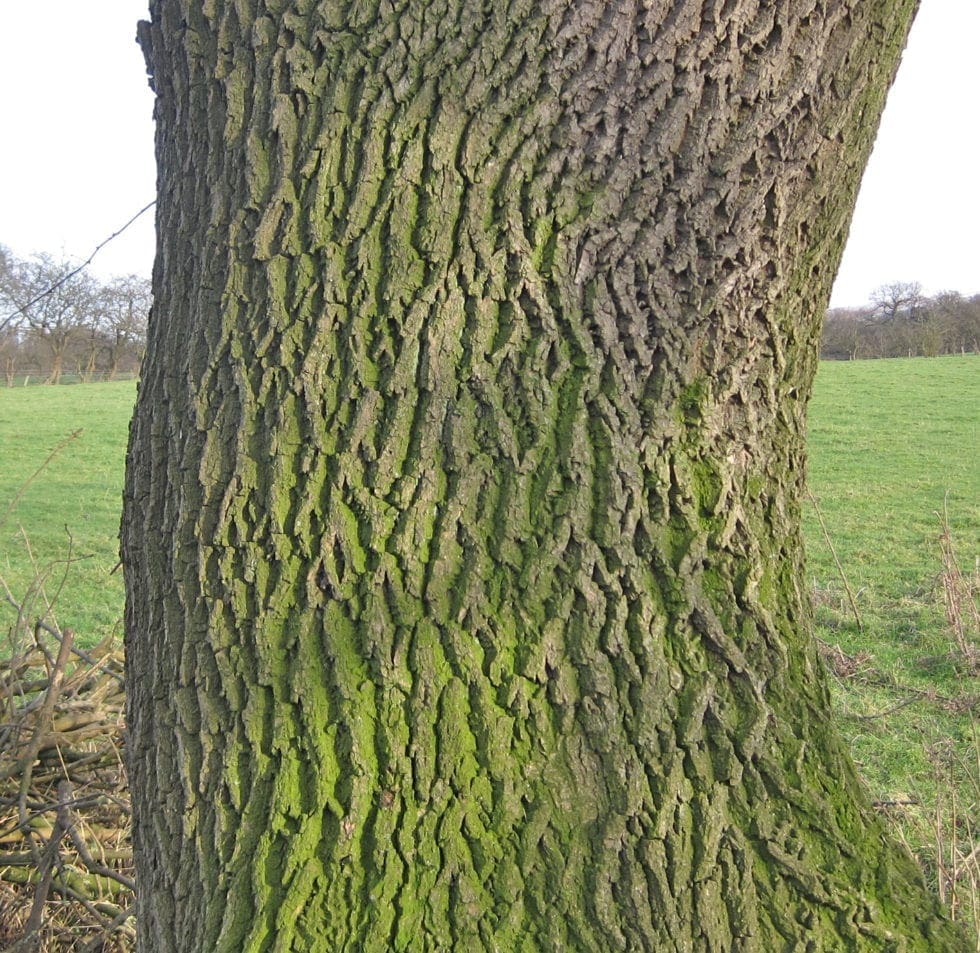 Ash - Tree Guide UK - Common Ash Tree identification