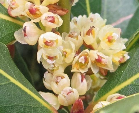 Bay - Tree Guide UK - Bay tree identification