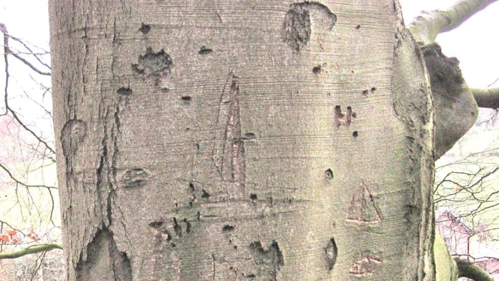 Beech - Tree Guide UK- Common Beech tree identification