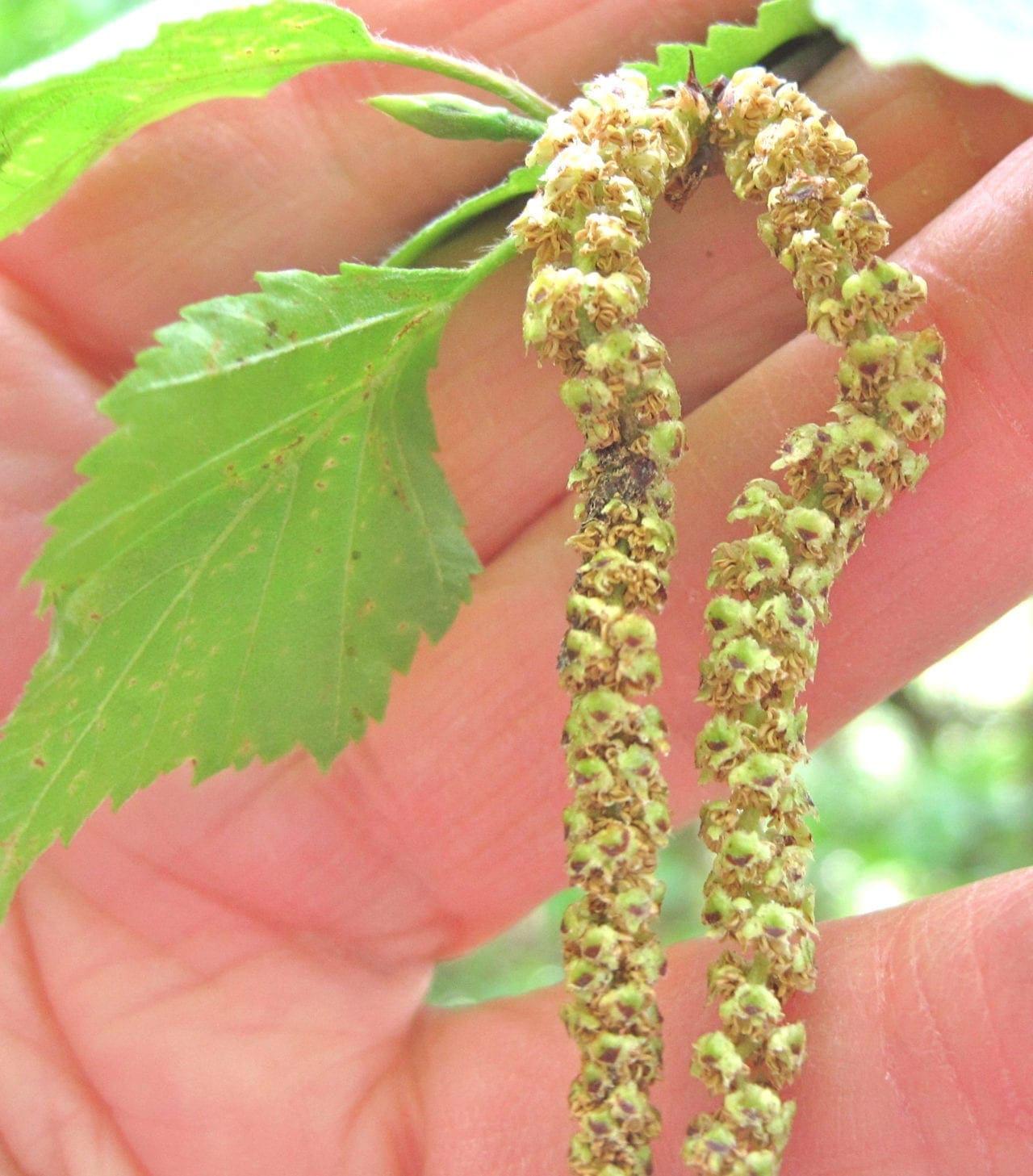 Silver Birch - Tree Guide UK Silver Birch identification