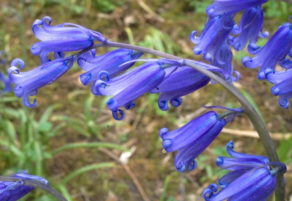 Bluebells and Wild Garlic - Tree Guide UK Bluebells and Wild Garlic