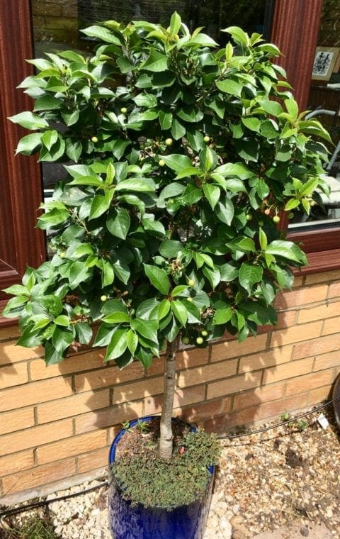 Dwarf Cherry - Tree Guide UK Dwarf Cherry a year in pictures.