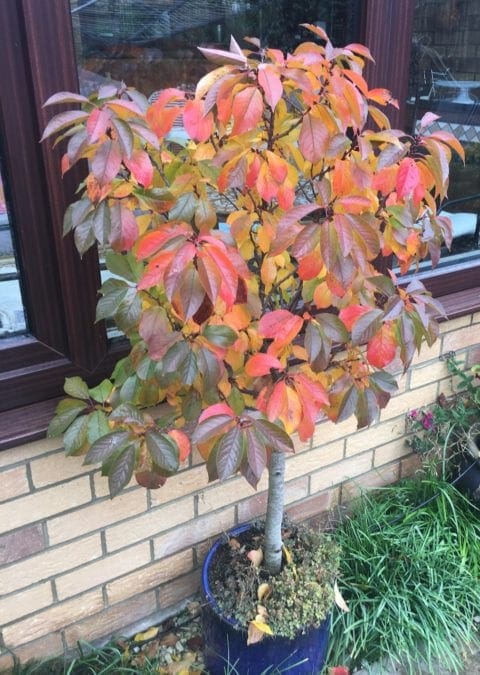 Dwarf Cherry - Tree Guide UK Dwarf Cherry a year in pictures.