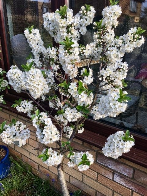 Dwarf Cherry - Tree Guide UK Dwarf Cherry a year in pictures.