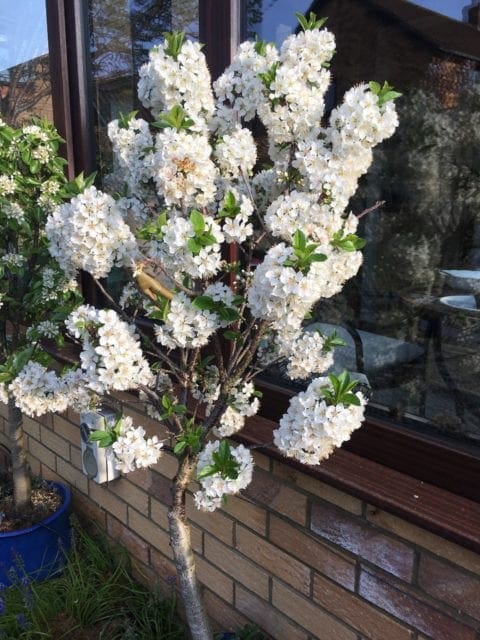 April trees and flowers - Tree Guide UK April trees and flowers