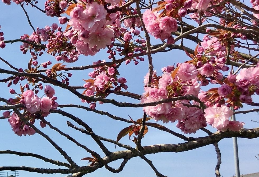 April trees and flowers - Tree Guide UK April trees and flowers