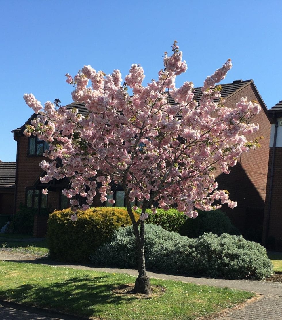 Trees mid April - Tree Guide UK Trees in mid April