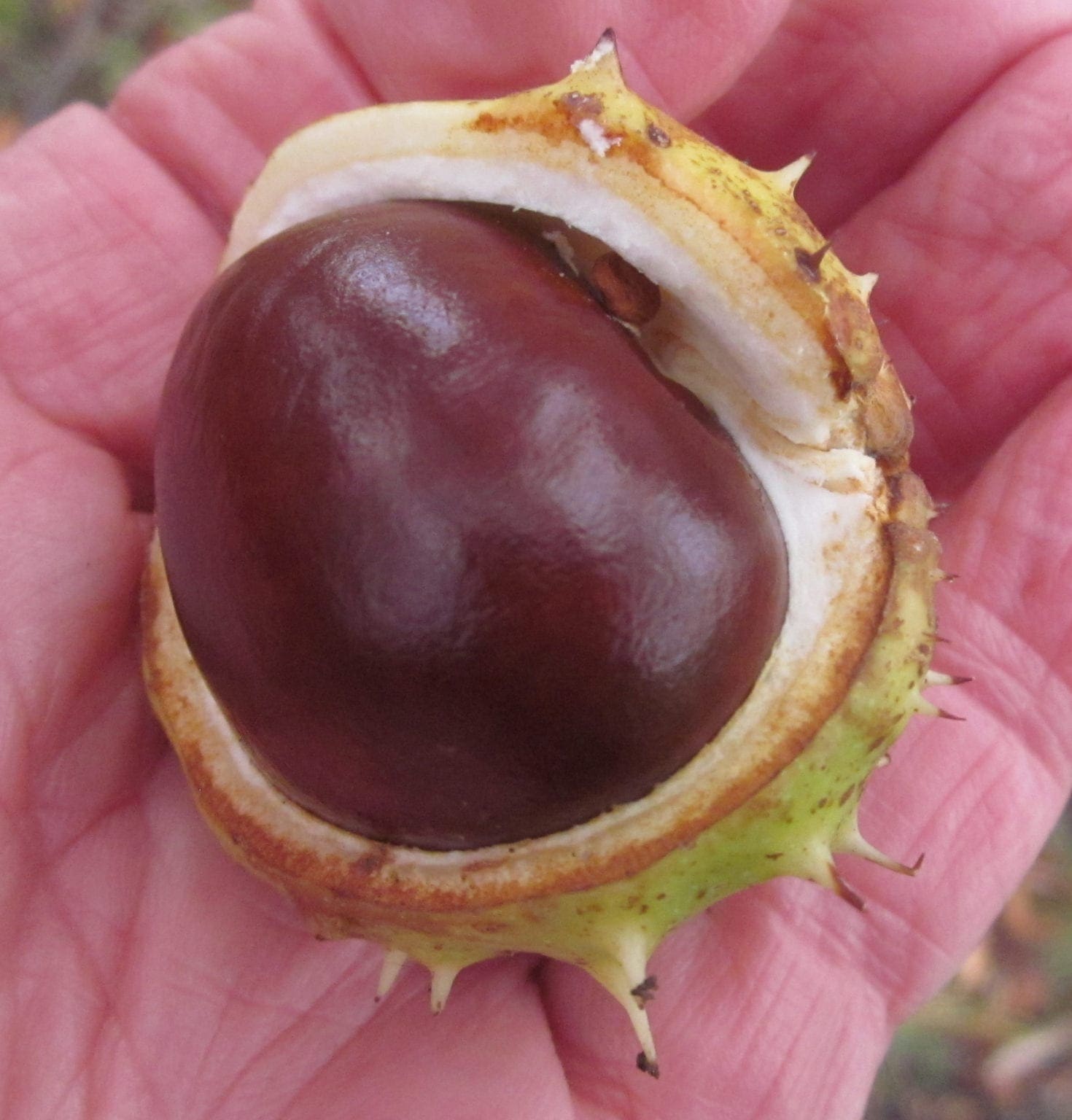 Horse Chestnut - Tree Guide UK Horse Chestnut tree