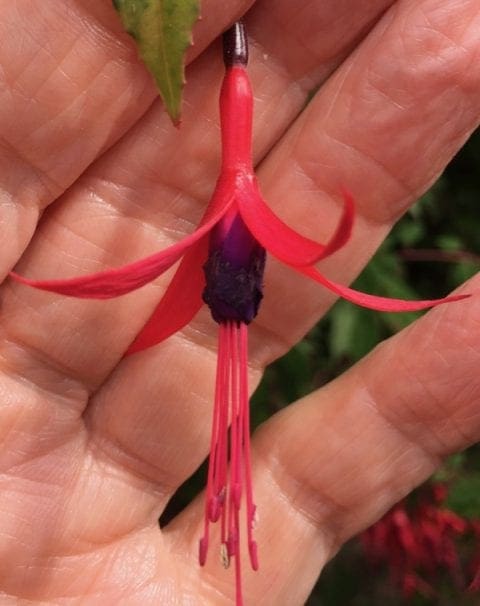 Flower Key - corolla and calyx - Tree Guide UK
