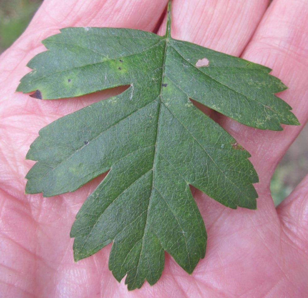 Leaf Lobed - Tree Guide UK - Tree ID by pinnately lobed leaves
