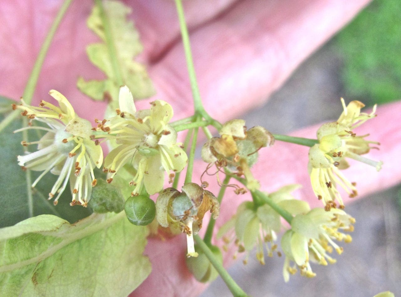 Lime Trees - Tree Guide UK Lime trees are described.