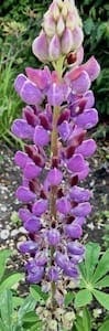 lupin - Tree Guide UK