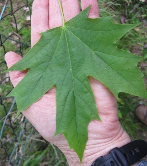 Maples - Tree Guide UK - Maple tree identification