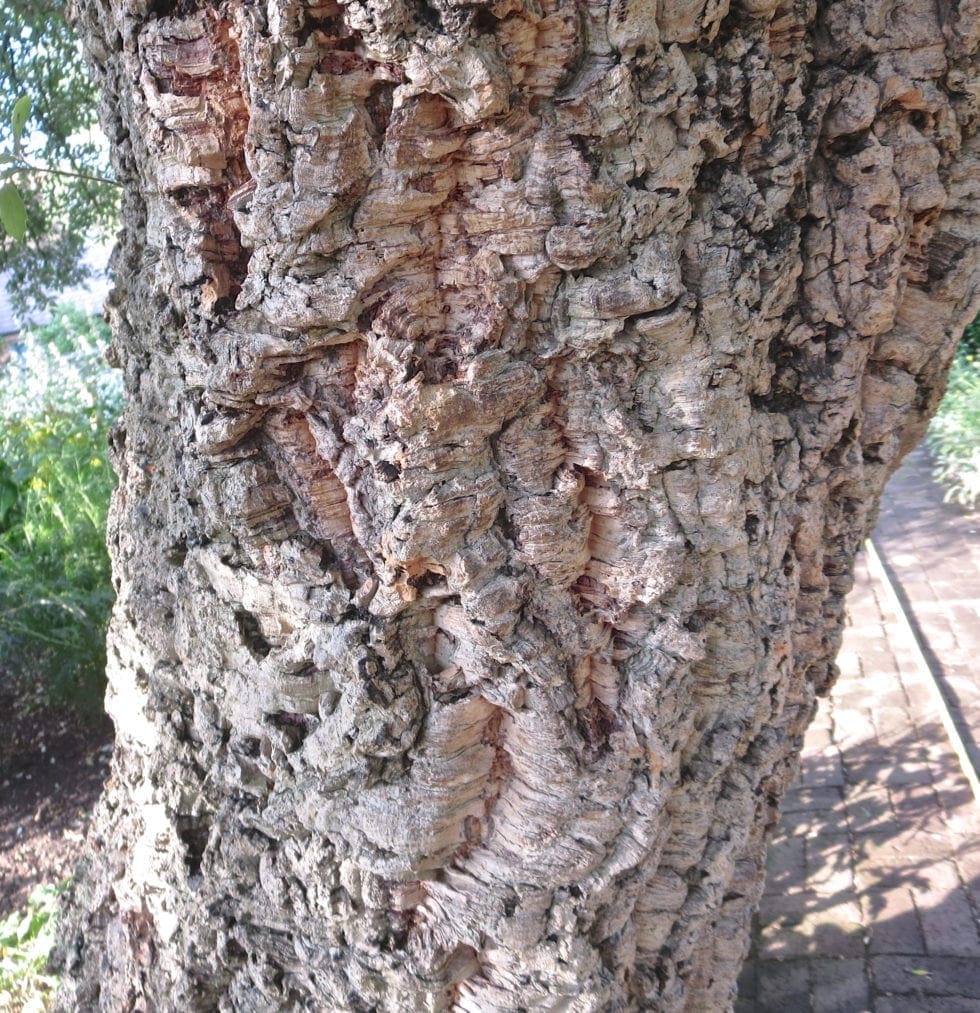 Bark - Tree Guide UK - Tree identification by type of bark