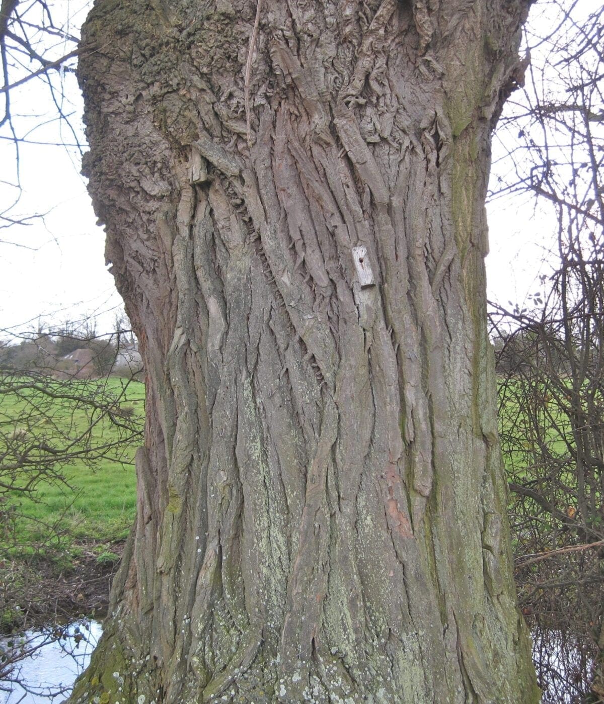 Bark Tree Guide UK Tree Identification By Type Of Bark Bark Tree Guide UK Tree Identification By Type Of Bark