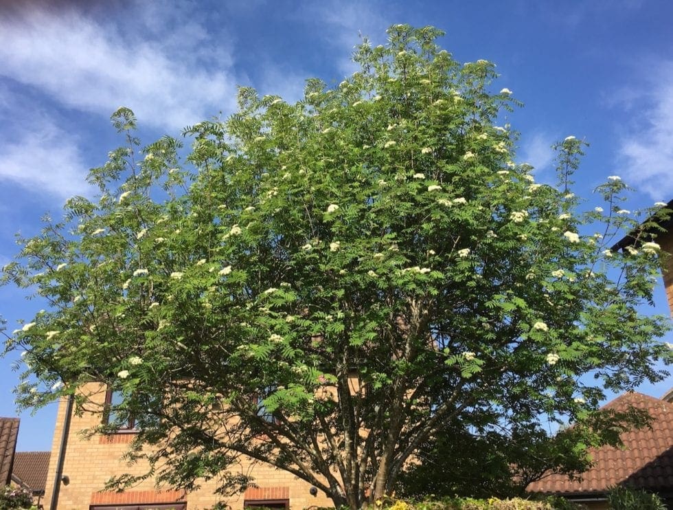 Trees mid April - Tree Guide UK Trees in mid April
