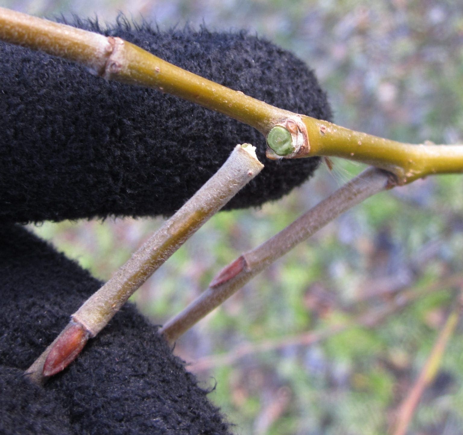 Crack Willow - Tree Guide UK - Crack Willow identification