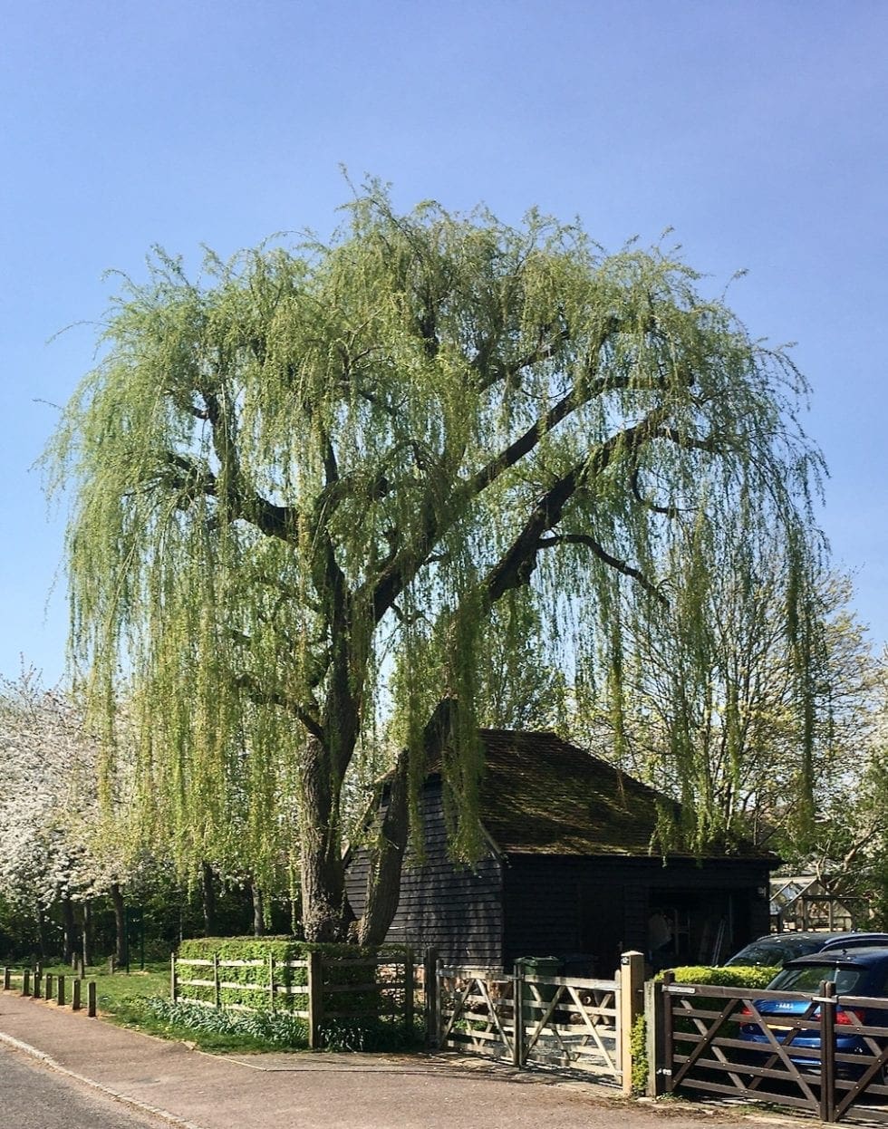 April trees and flowers - Tree Guide UK April trees and flowers