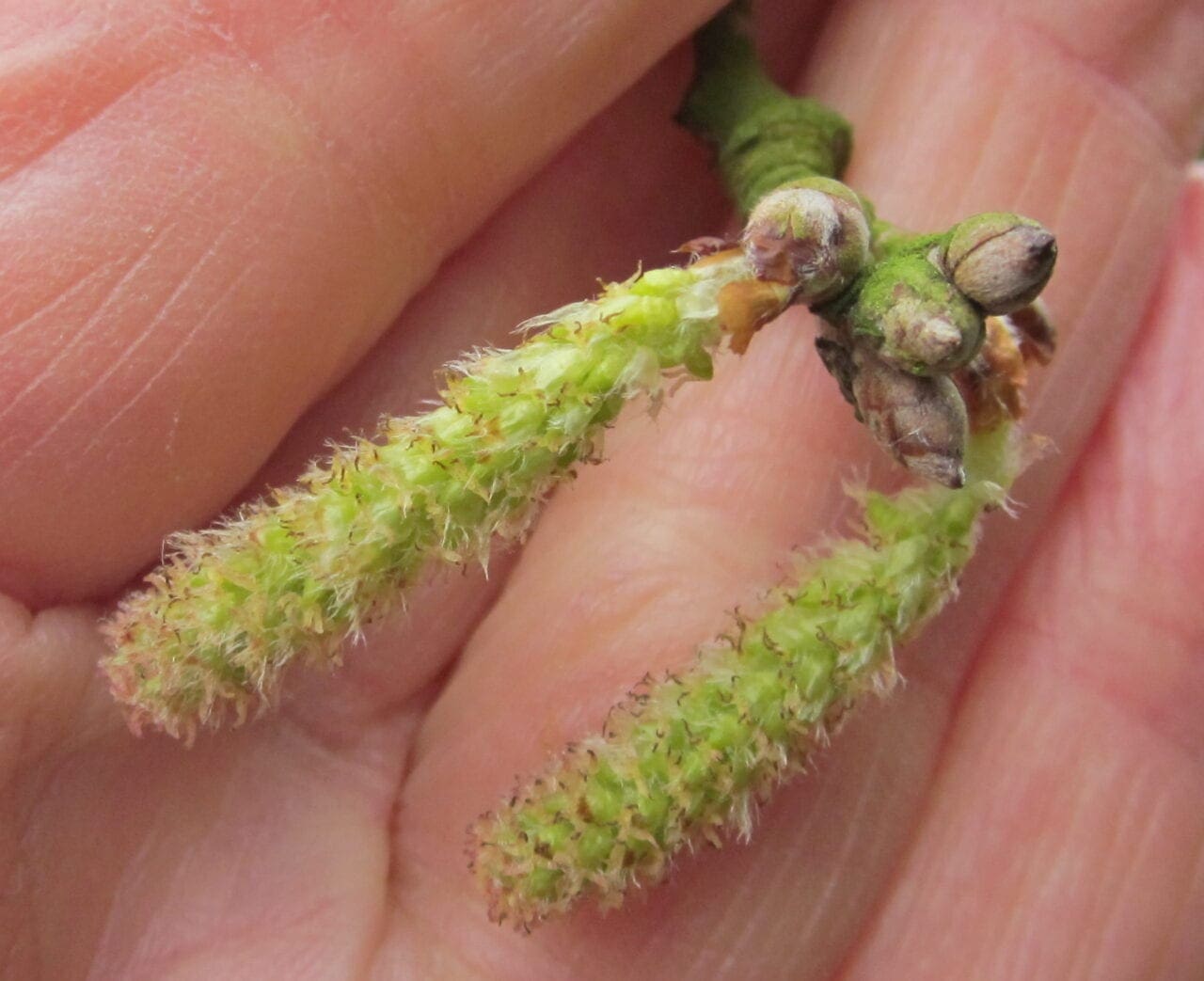 Poplars - Tree Guide UK Poplar trees identification