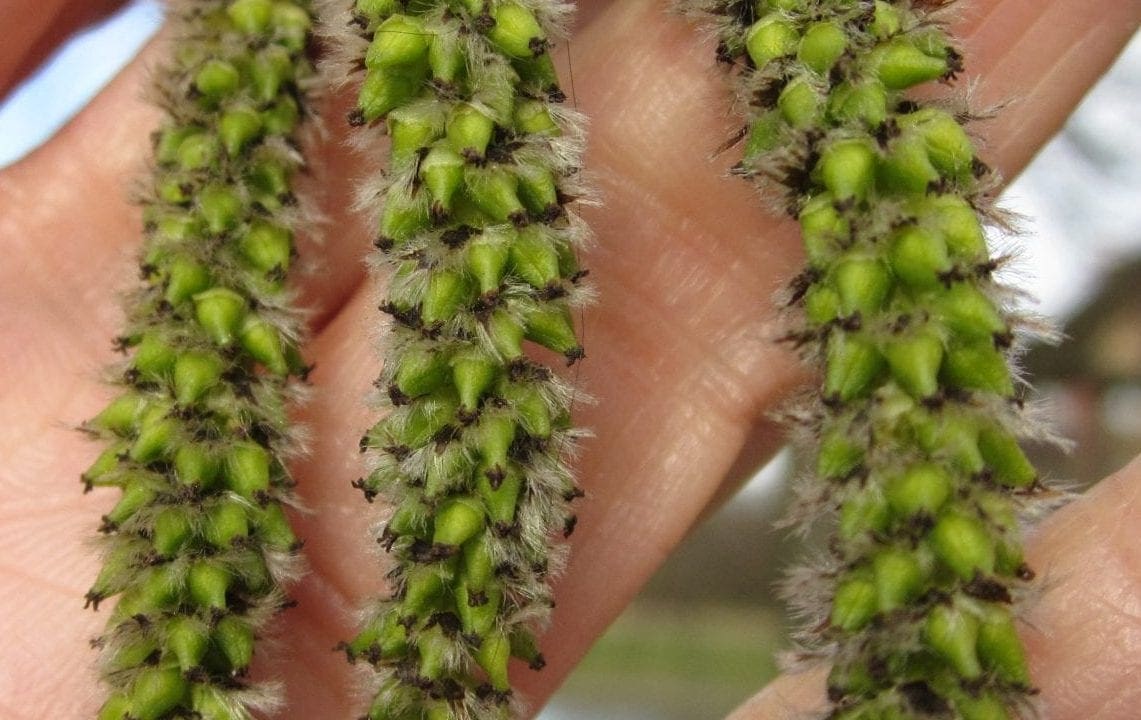 Aspen - Tree Guide UK Aspen tree identification by leaf and catkin