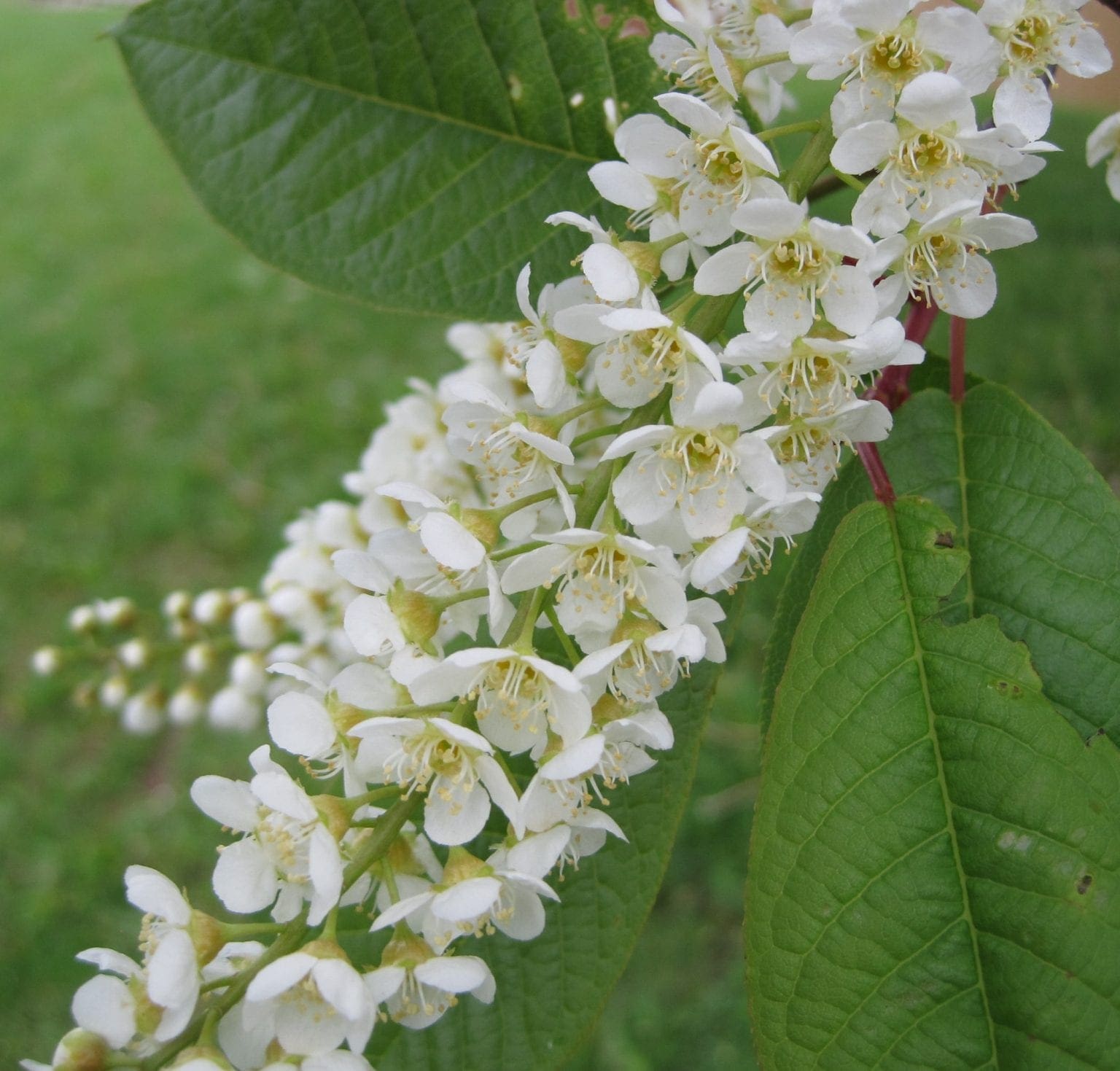Bird Cherry - Tree Guide UK - Bird Cherry identification