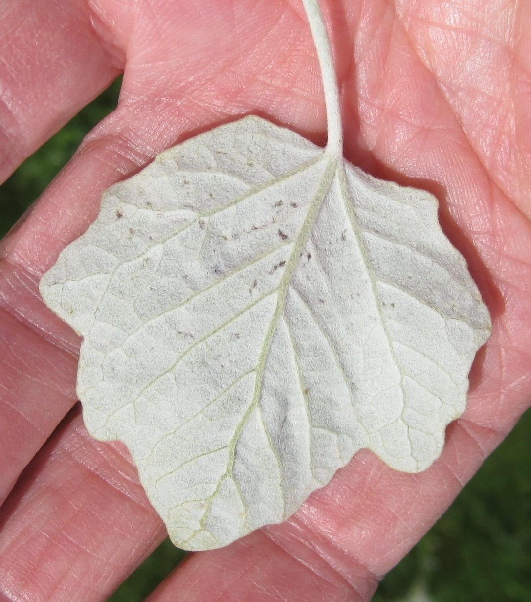 Poplars Tree Guide UK Poplar Trees Identification Poplars Tree Guide UK Poplar Trees Identification