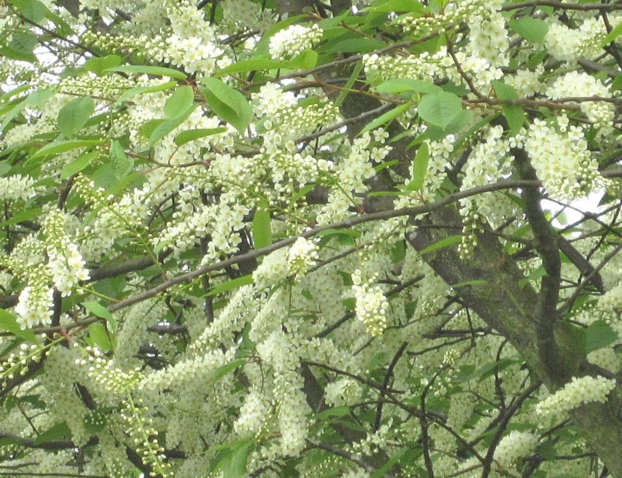 Bird Cherry - Tree Guide UK - Bird Cherry identification