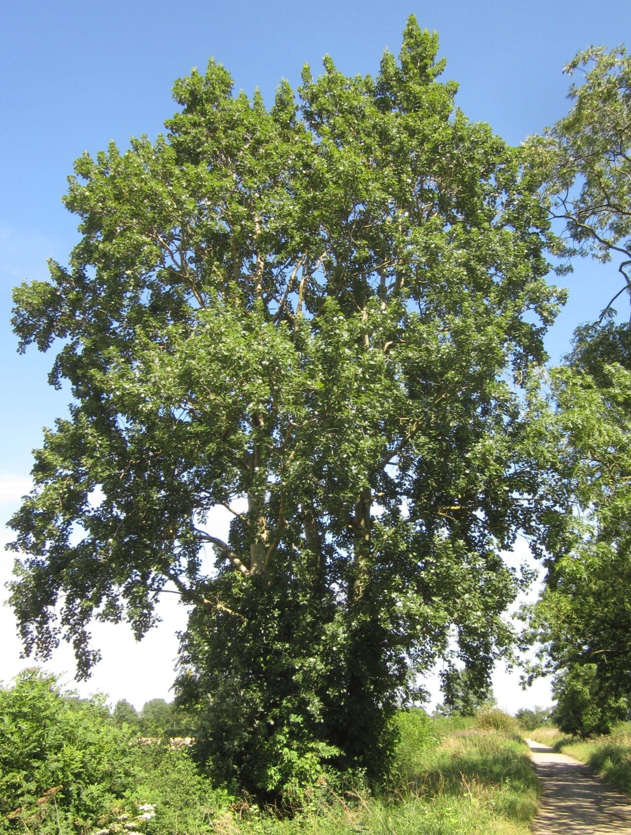 Poplars Tree Guide UK Poplar Tree Identification Poplars Tree Guide UK Poplar Tree Identification