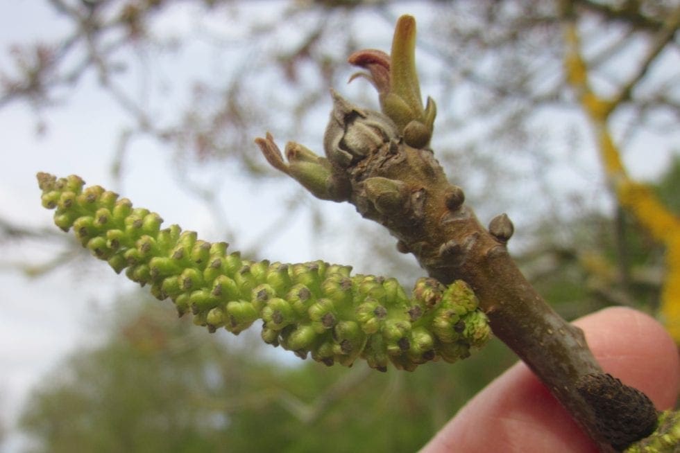 Walnut - Tree Guide UK Common Walnut tree identification