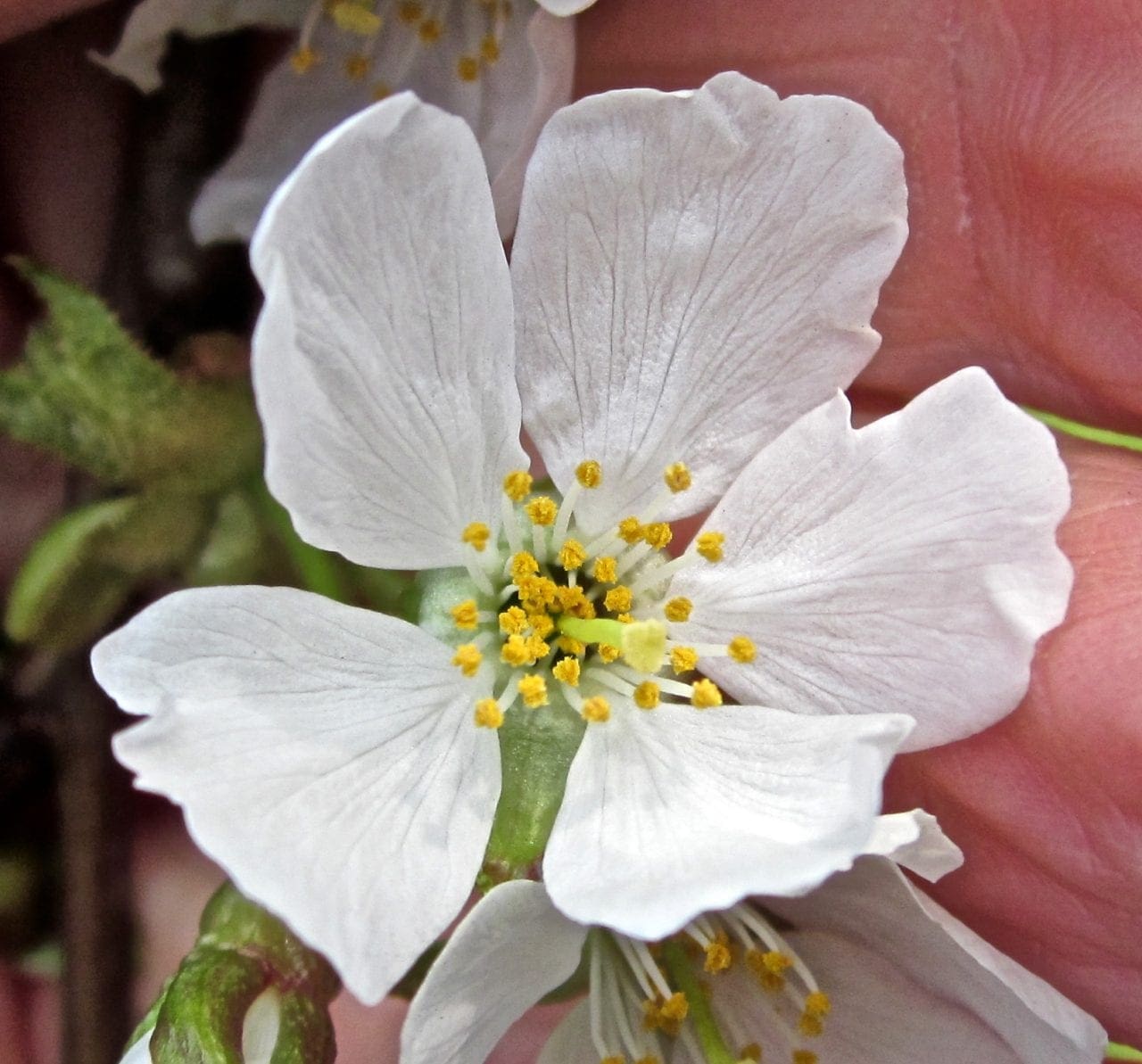 Cherry - Tree Guide UK - Wild Cherry tree identification