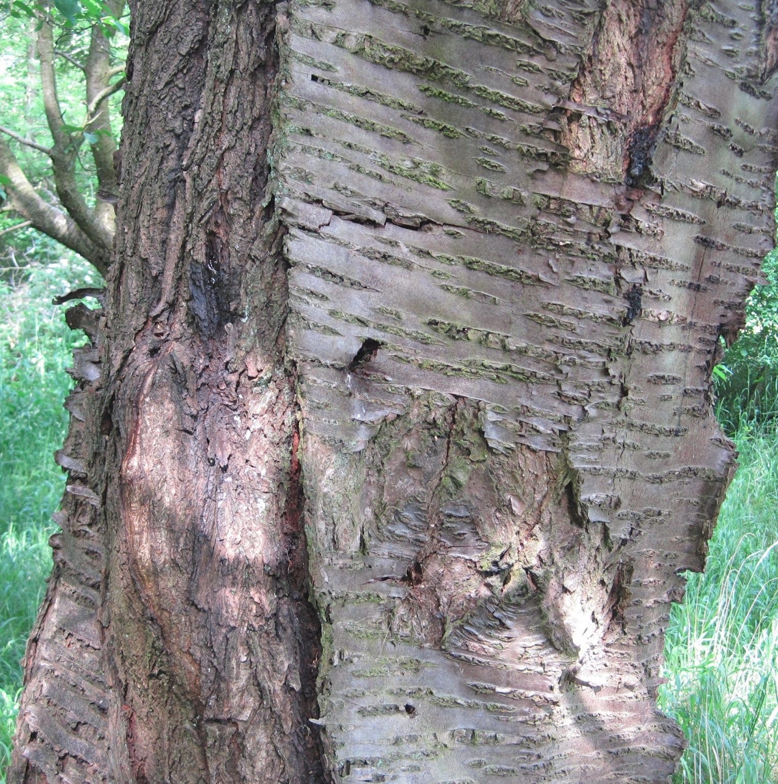 Cherry - Tree Guide UK - Wild Cherry tree identification